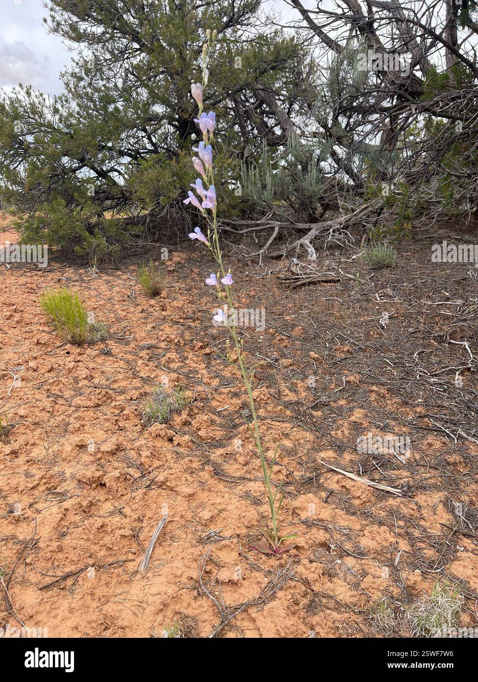 Dusty Beardtongue (Penstemon comarrhenus), Plantae, San Juan County, US ...
