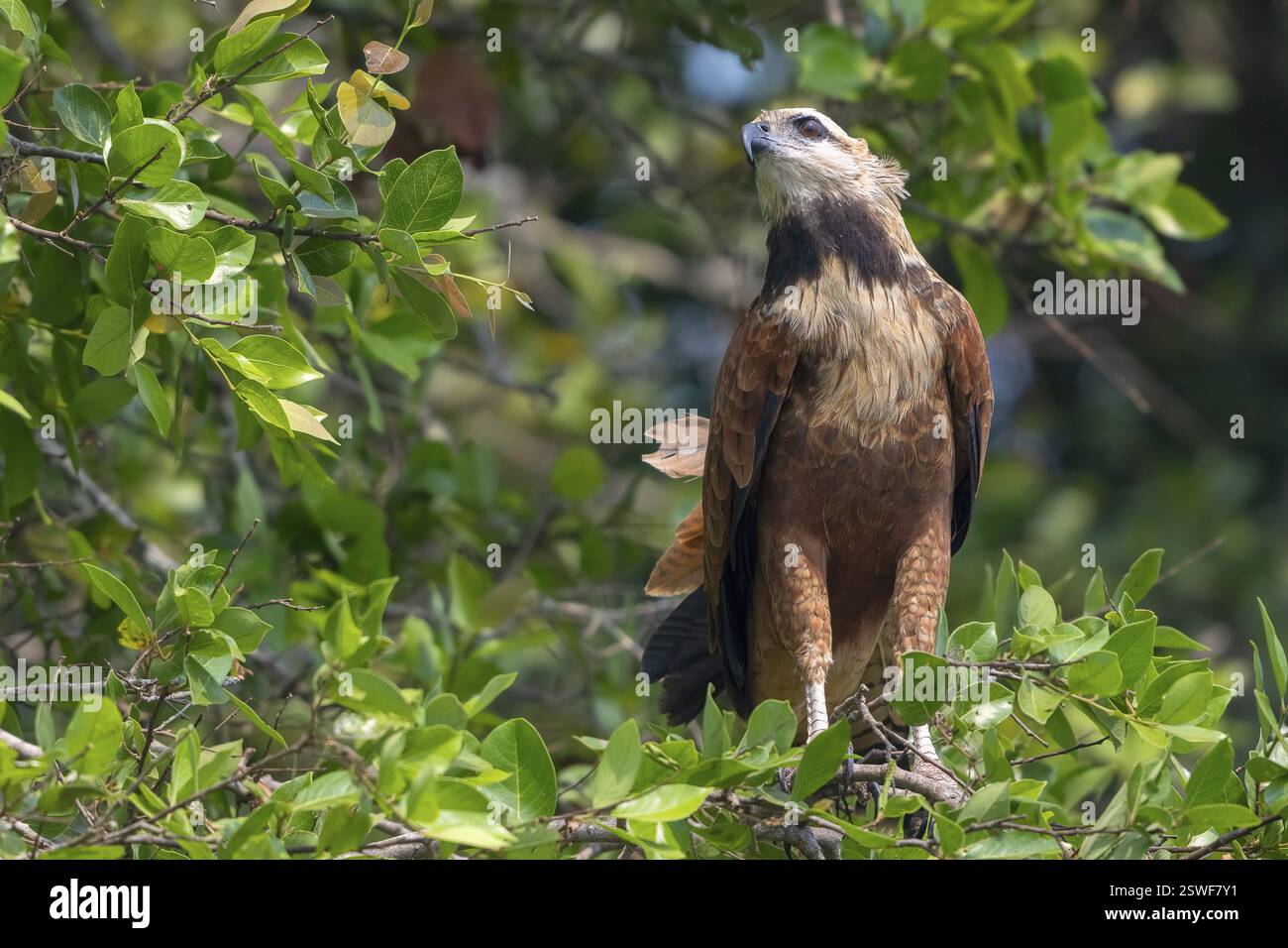 Fish Buzzard (Busarellus nigricollis), Pantanal, inland, wetland ...