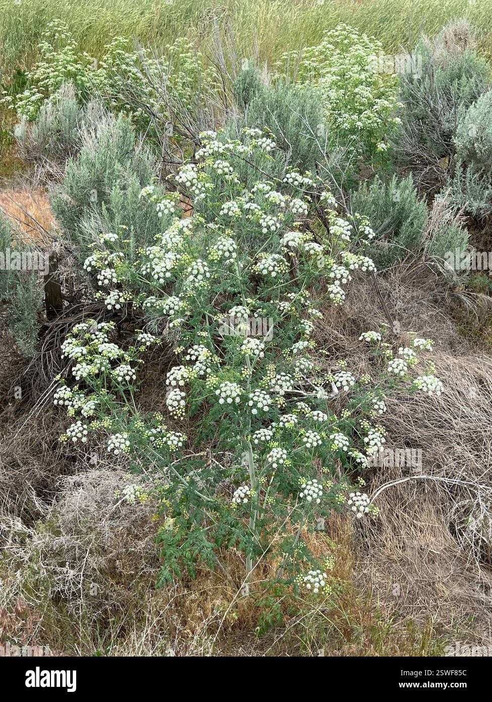 poison hemlock (Conium maculatum), Plantae, Umatilla County, OR, USA, 6 ...