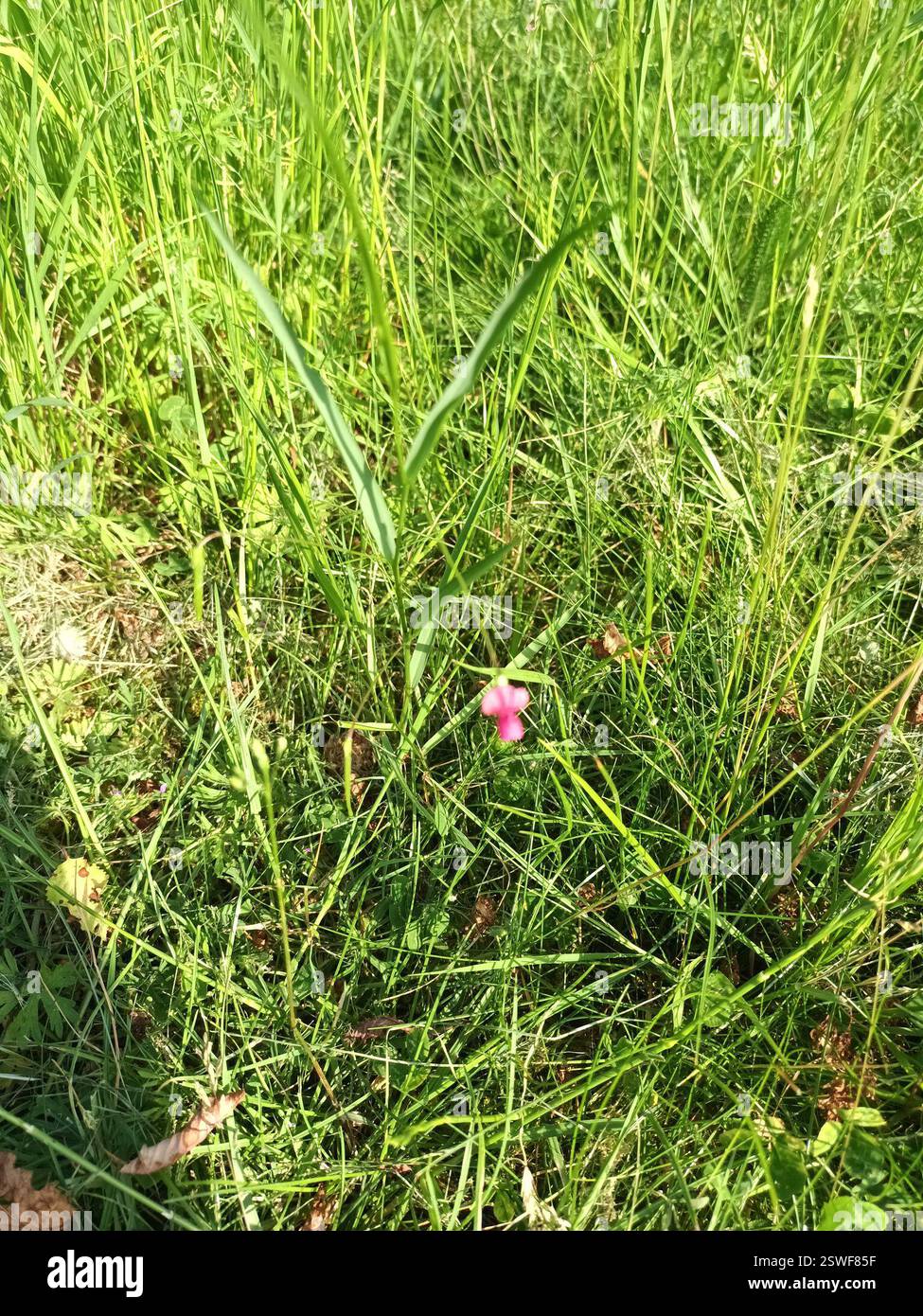 Grass Vetchling (Lathyrus nissolia), Plantae, British Antarctic Survey ...