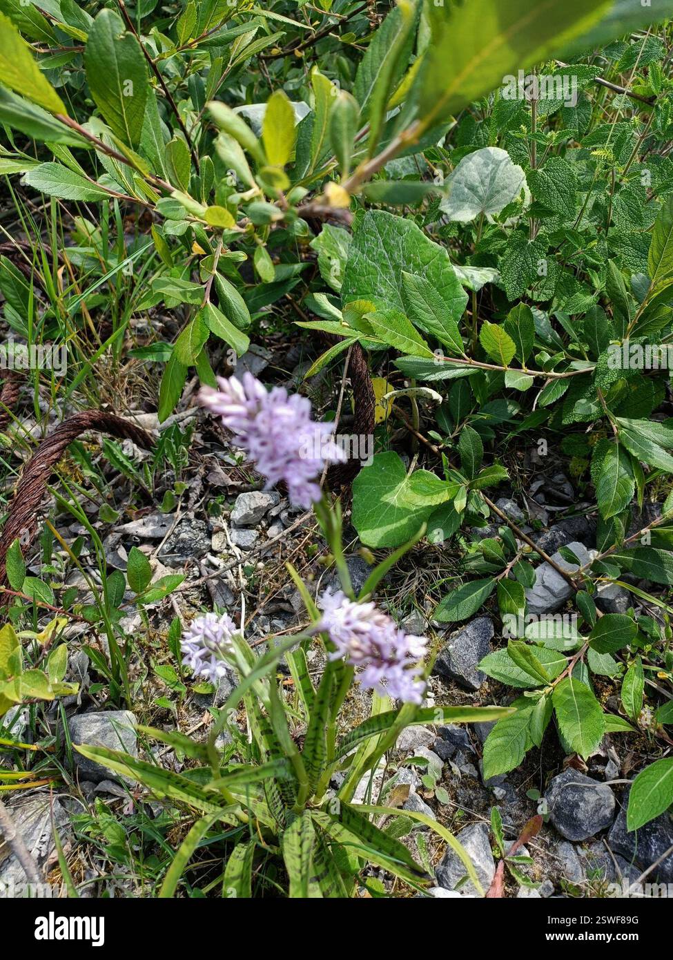 Marsh orchids (Dactylorhiza), Plantae, Minera Quarry North Wales ...