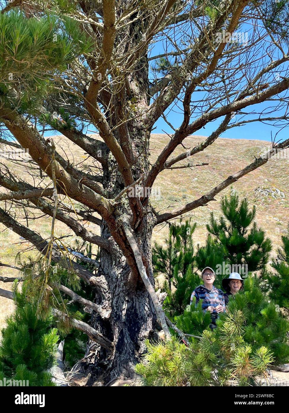 Monterey pine (Pinus radiata), Plantae, Garrapata State Park, Carmel ...
