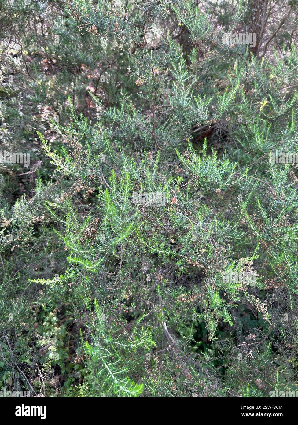 Heaths (Erica), Plantae, Bucine, Toscana, IT Stock Photo - Alamy
