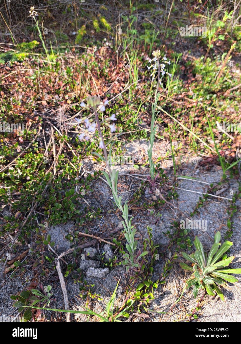 Graham's Rockcress (Boechera grahamii), Plantae, Terrace Bay, ON ...