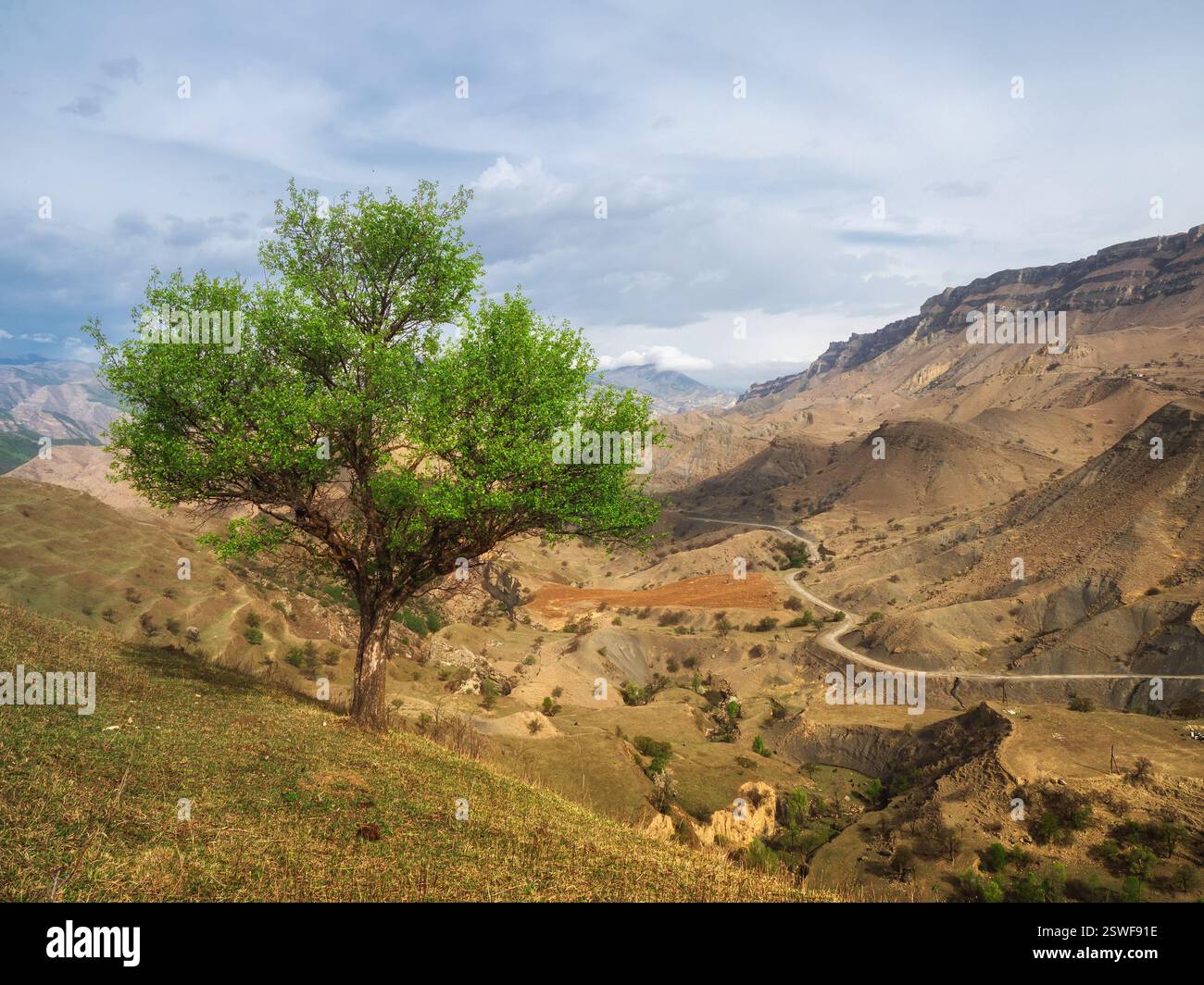 A lone green tree on a mountainside. Mountain road serpentine going ...