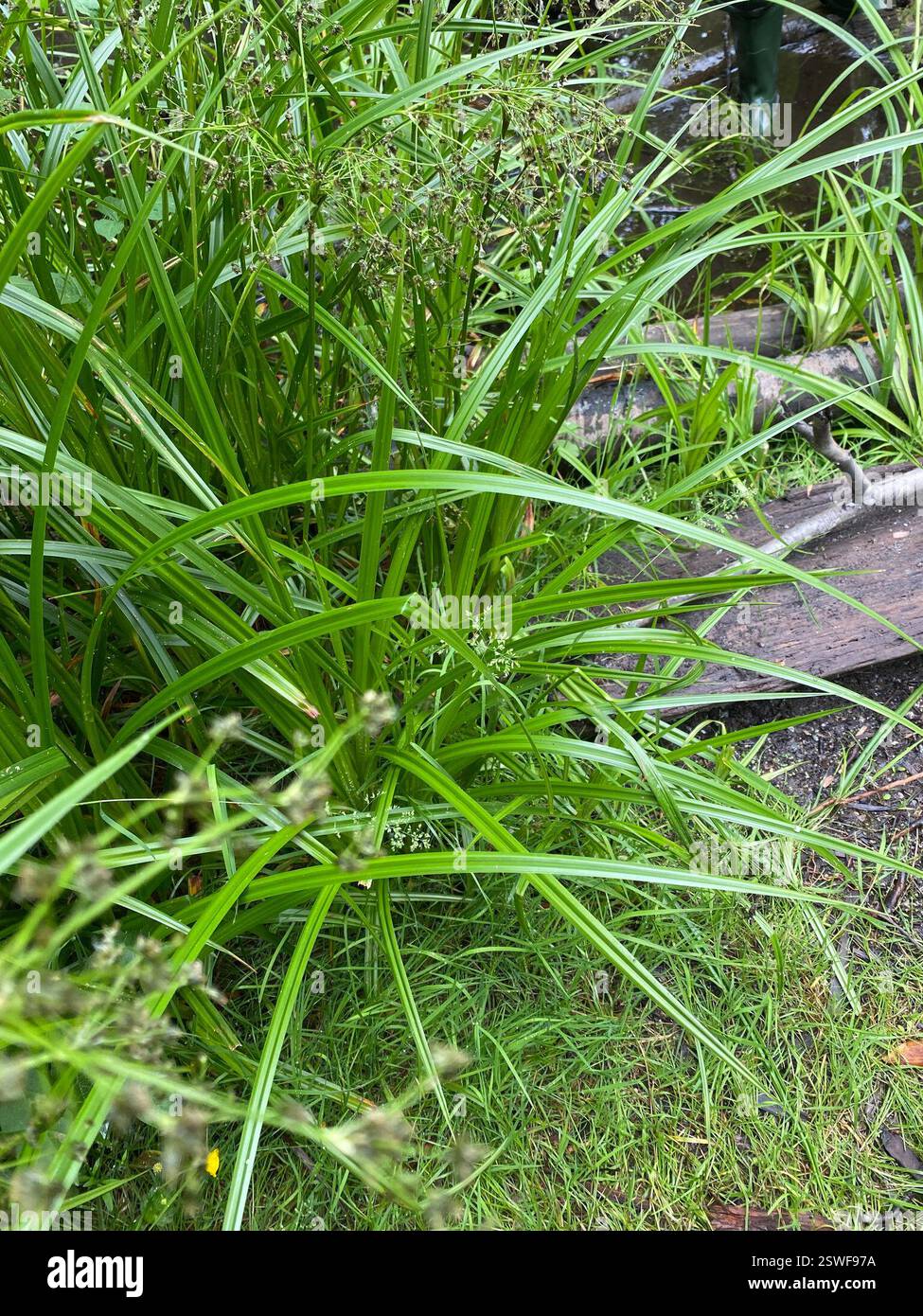 Panicled Bulrush (Scirpus microcarpus), Plantae, Everett Crowley Park ...