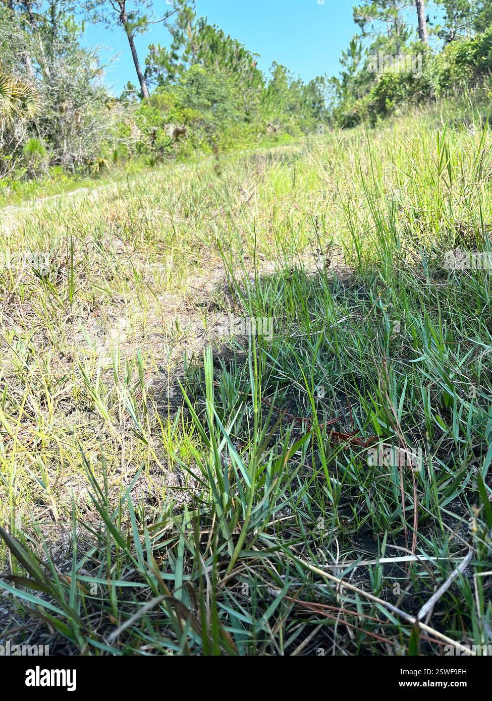 Torpedo grass (Panicum repens), Plantae, Florida, US Stock Photo - Alamy
