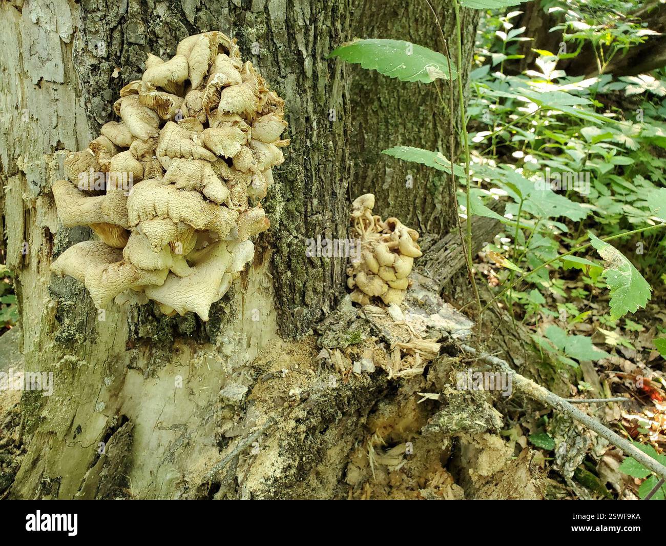 Golden Oyster Mushroom (Pleurotus citrinopileatus), Fungi, Wisconsin ...
