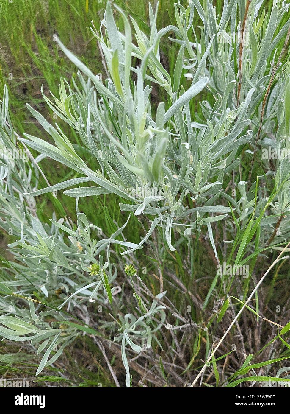 Silver Sagebrush (Artemisia cana), Plantae, Broadus Stock Photo - Alamy