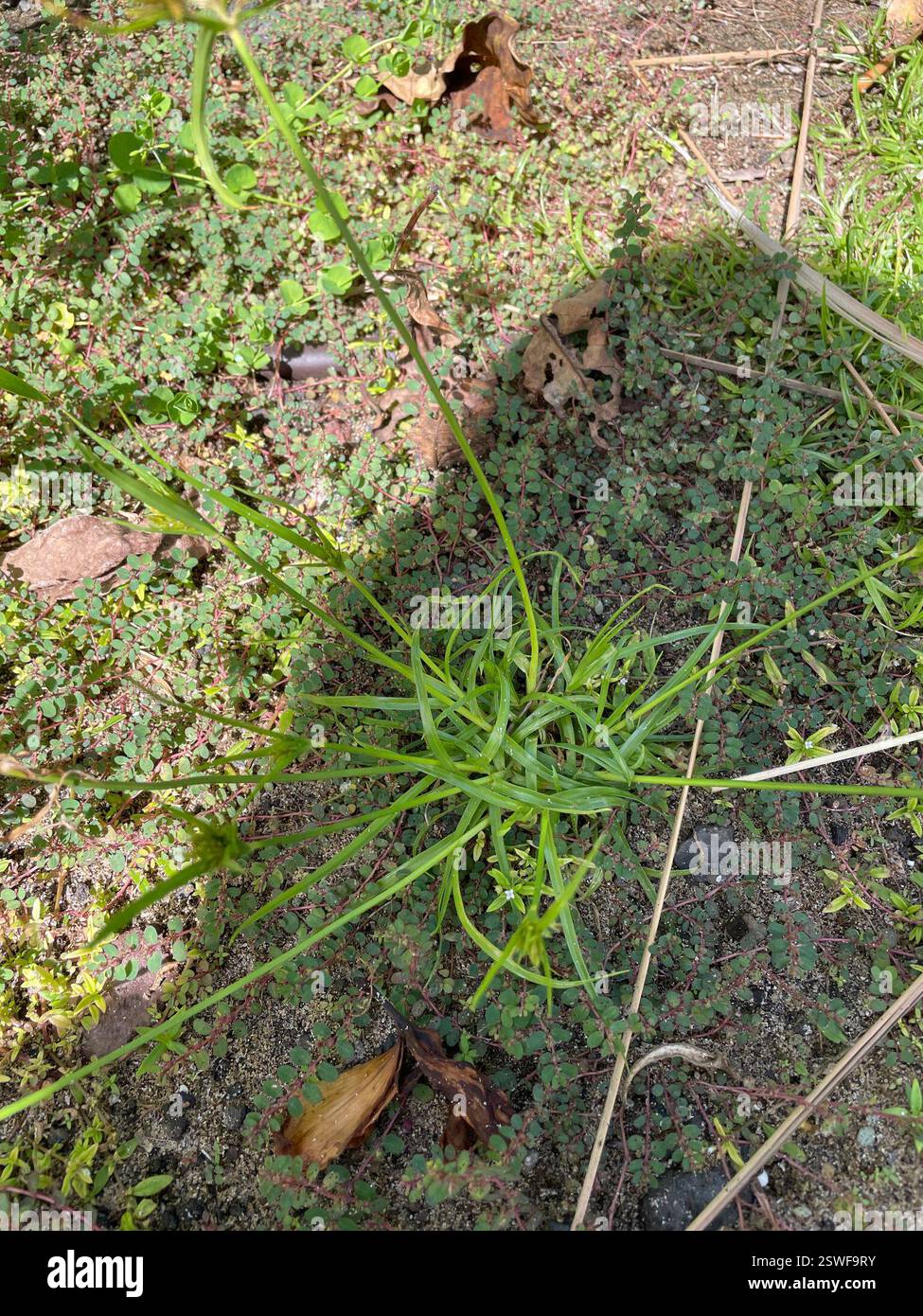 Bunchy flat-sedge (Cyperus polystachyos), Plantae, Hawaii, Hawaii ...
