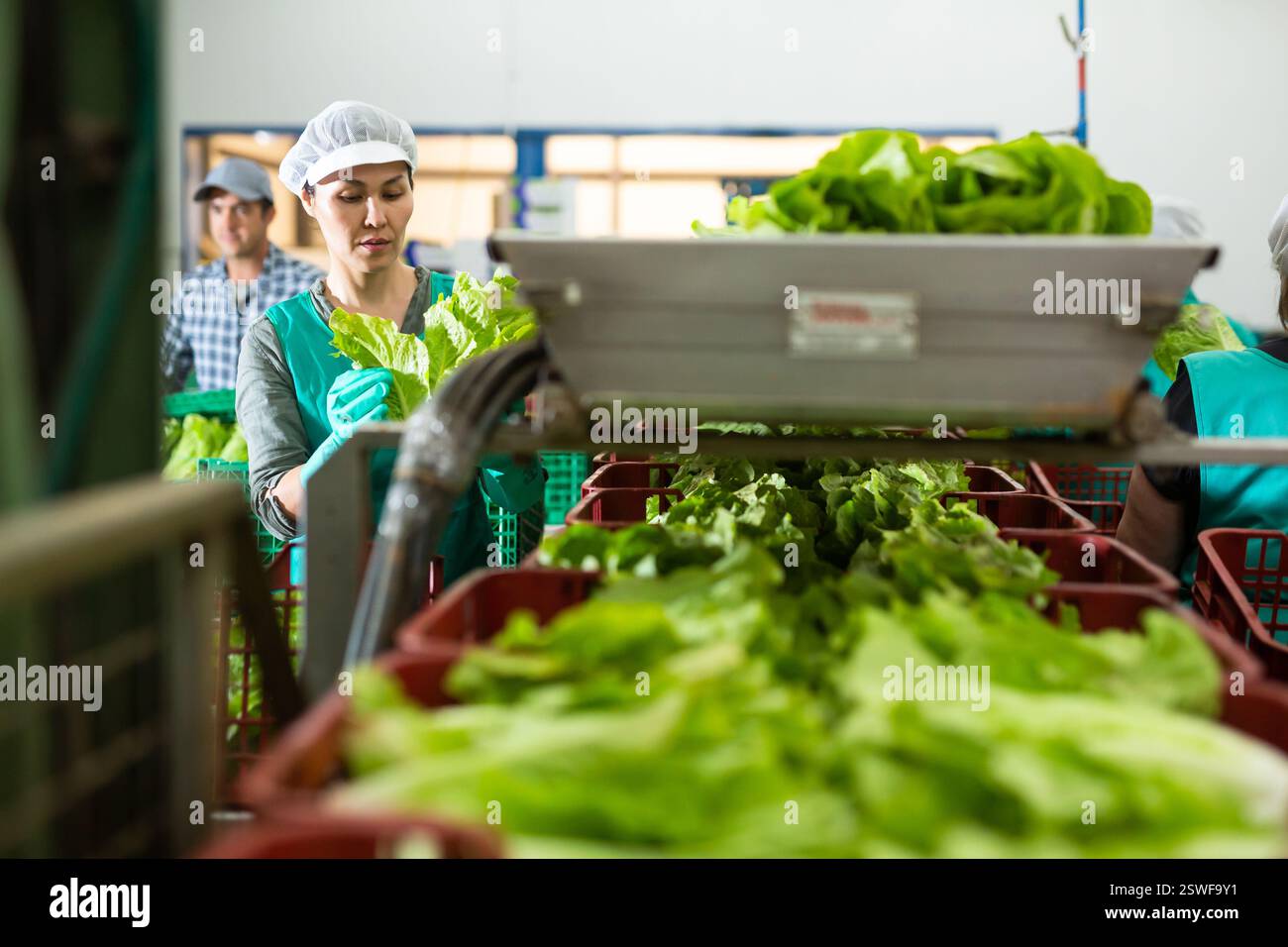 Female worker sorting and preparing lettuce for packaging at factory ...