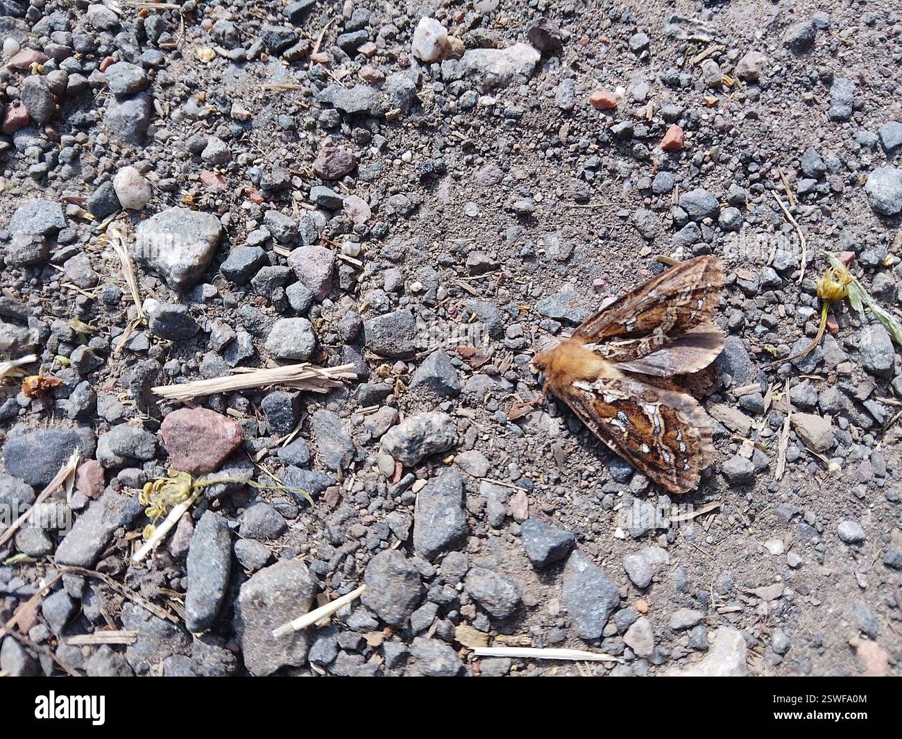 Map-winged Swift (Korscheltellus fusconebulosa), Insecta, Edinburgh ...