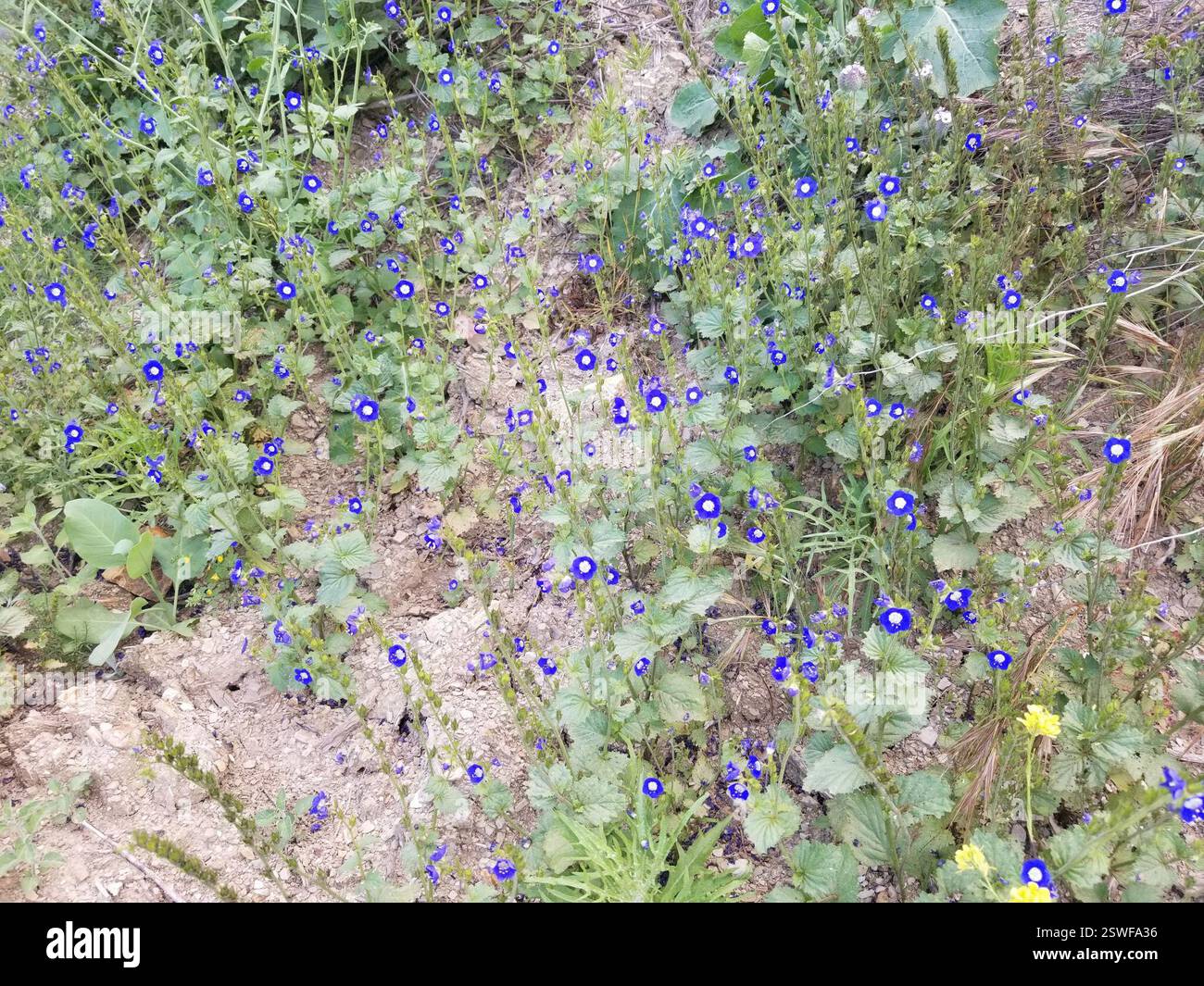 Sticky Phacelia (Phacelia viscida), Plantae, Piru, CA 93040, USA Stock ...