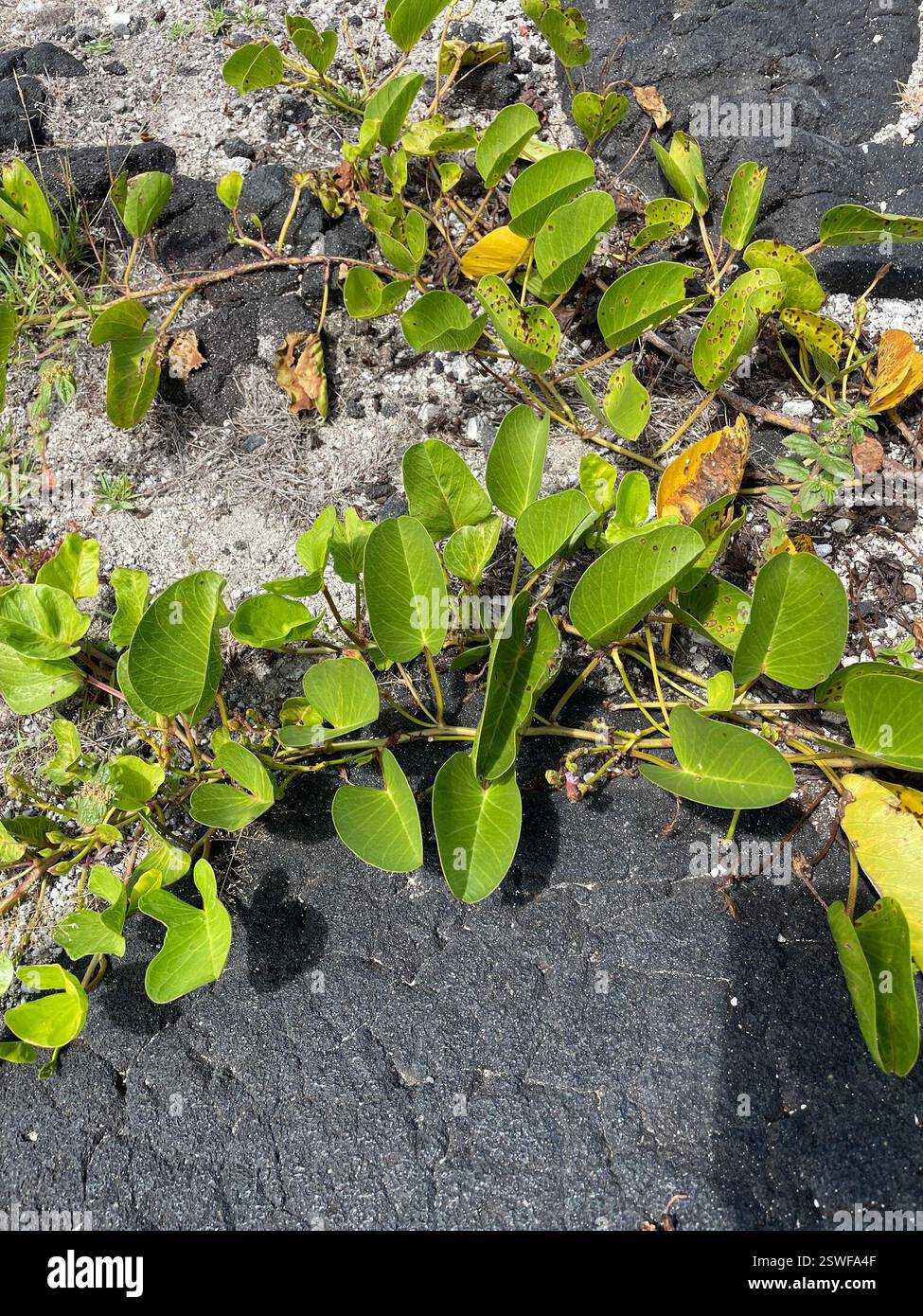 Beach Morning Glory (Ipomoea pes-caprae), Plantae, Honaunau-Napoopoo ...