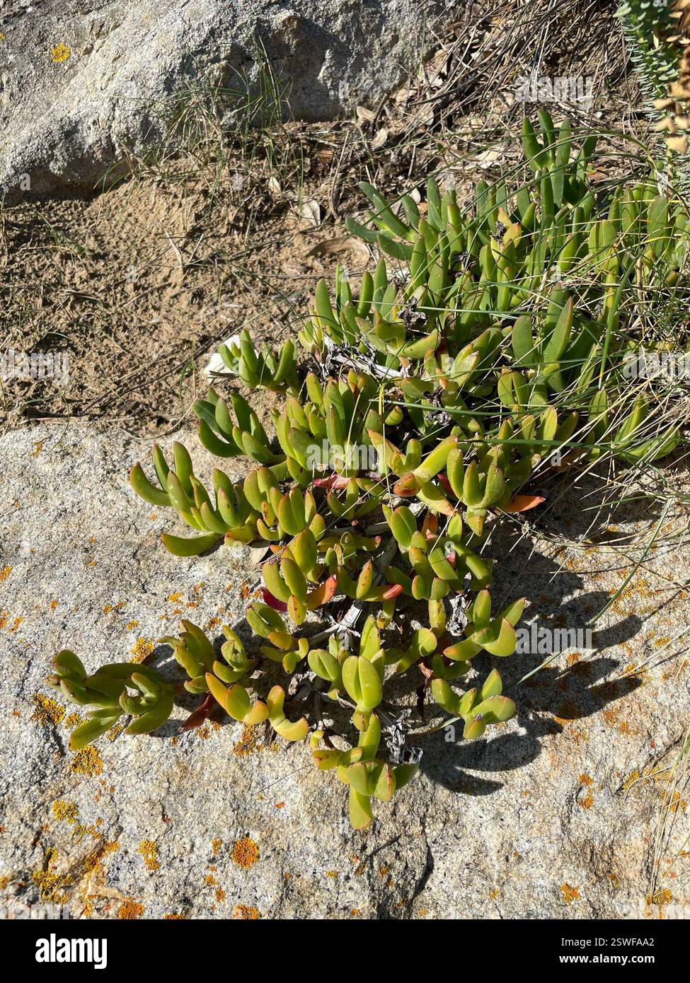 Australian Pig Face (Carpobrotus rossii), Plantae, Wilsons Promontory ...