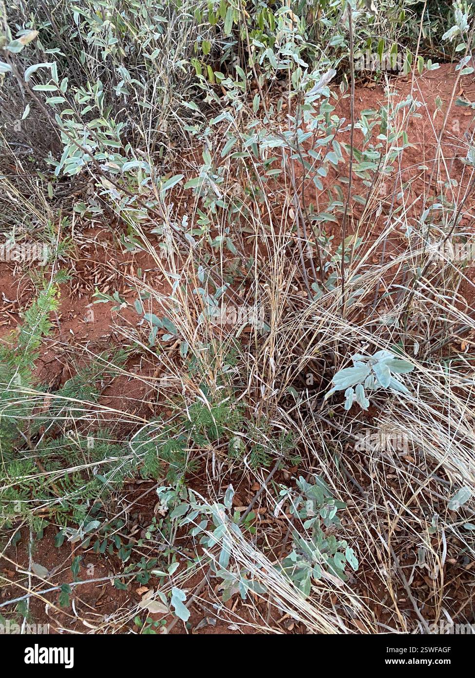 Velvet Raisin (Grewia flava), Plantae, Lephalale Rural, Lephalale, LP ...
