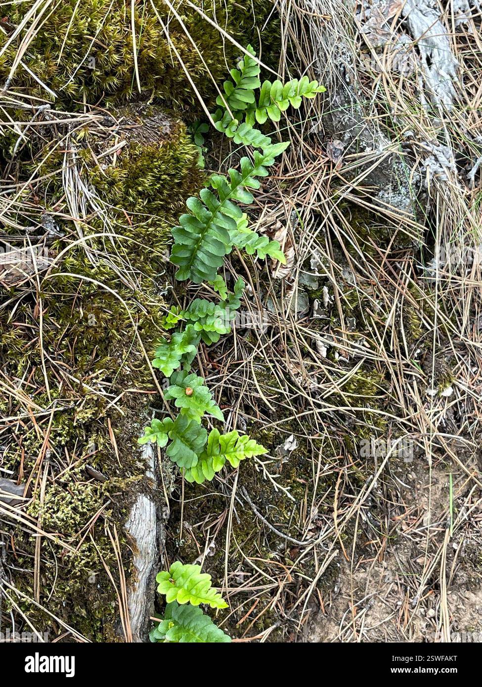 western polypody (Polypodium hesperium), Plantae, Purcell Wilderness ...