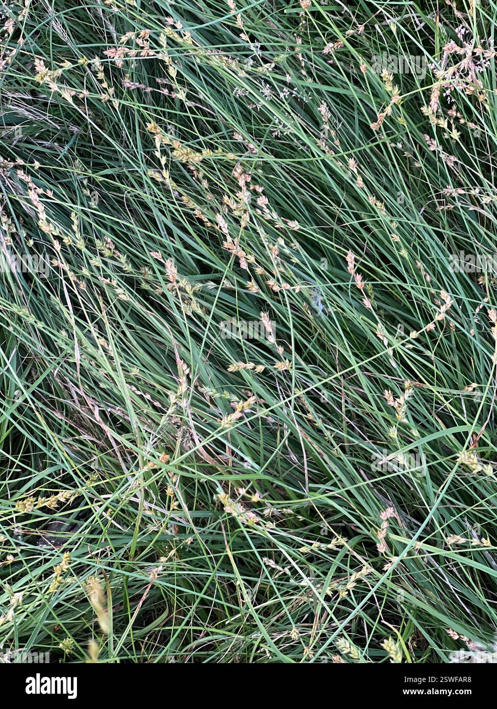 Grey Sedge (Carex divulsa), Plantae, Gunners Park and Shoebury Ranges ...