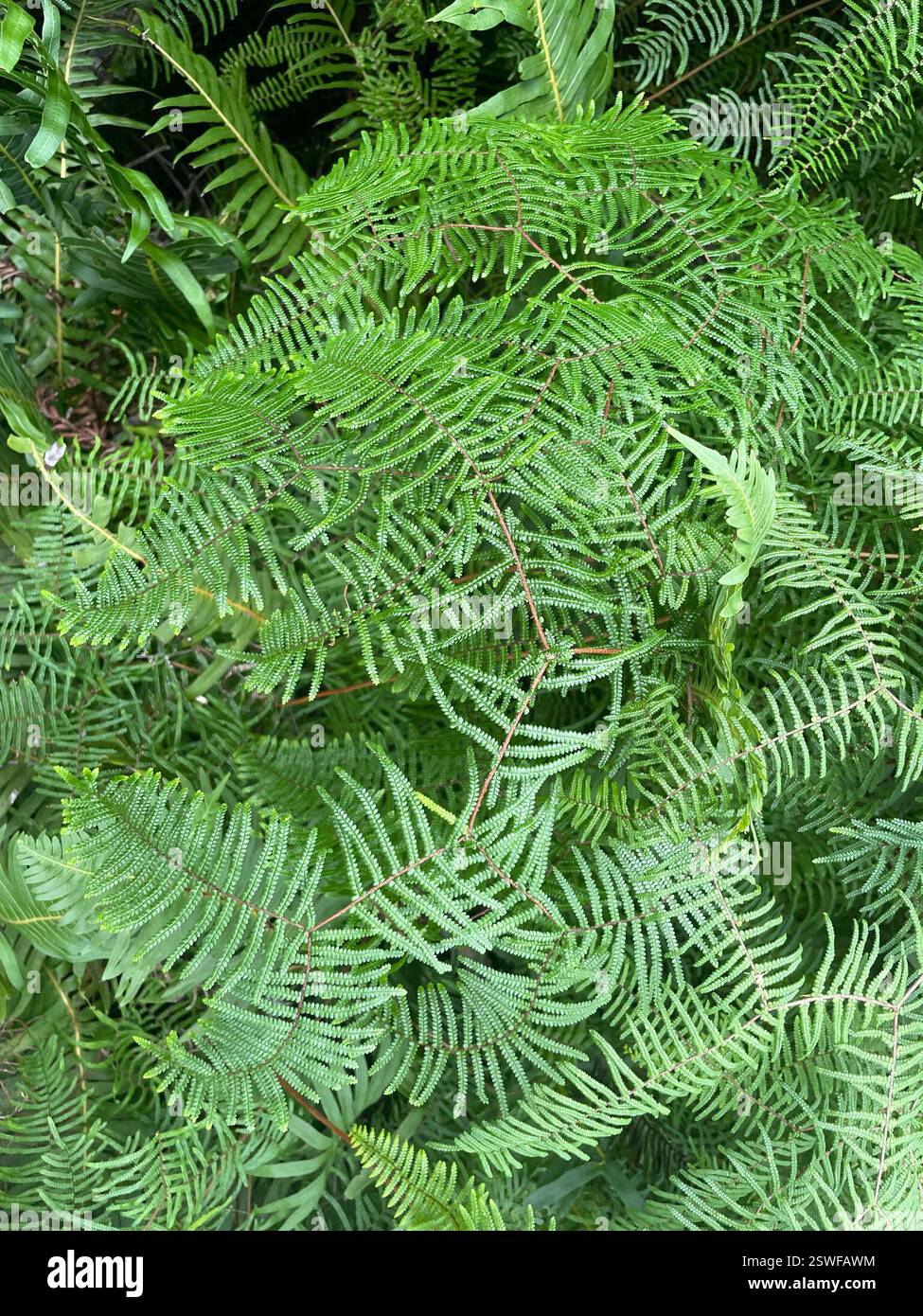 scrambling coral-fern (Gleichenia microphylla), Plantae, Wilsons ...