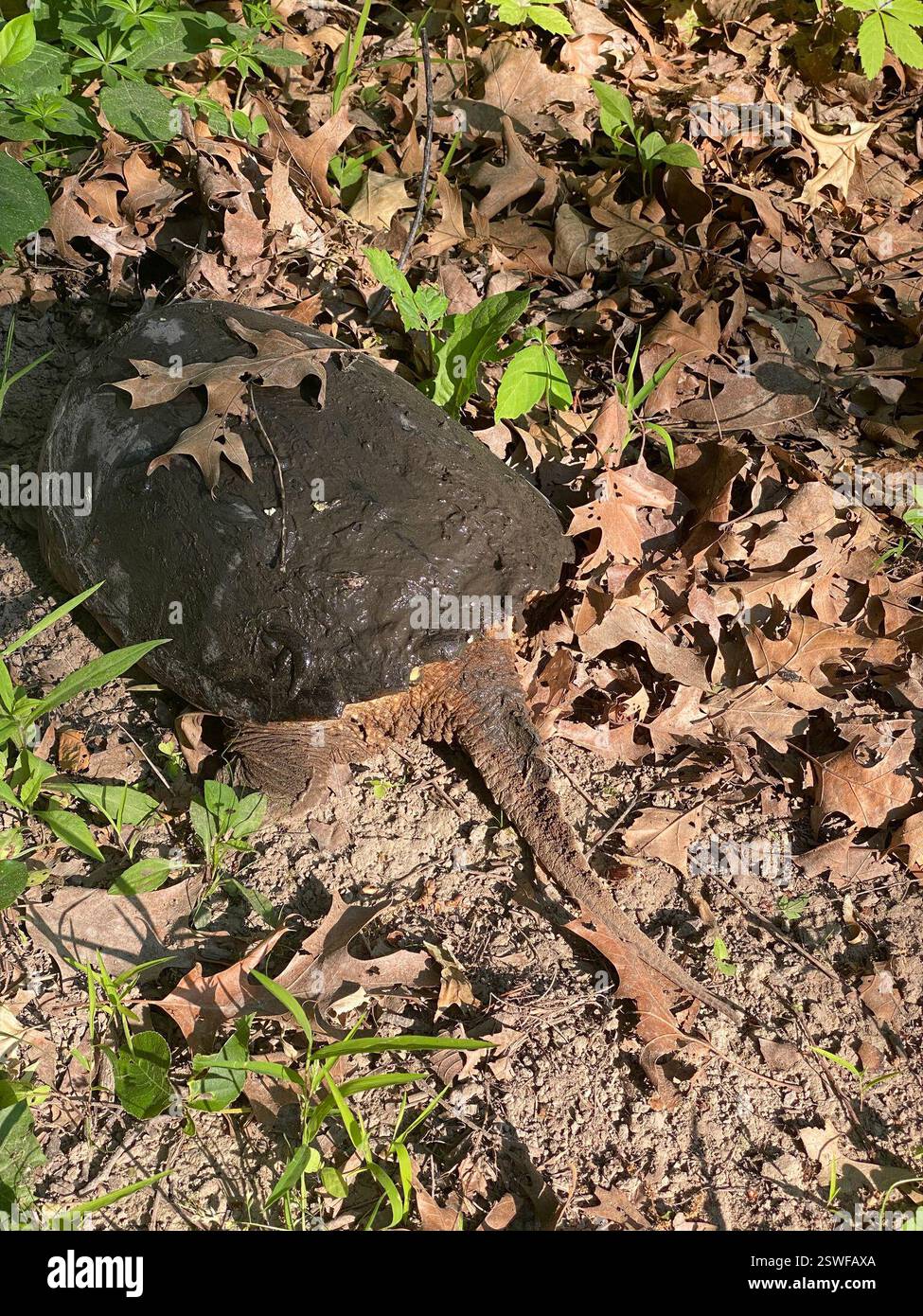 Common Snapping Turtle (Chelydra serpentina), Reptilia, Wolf Road Woods ...
