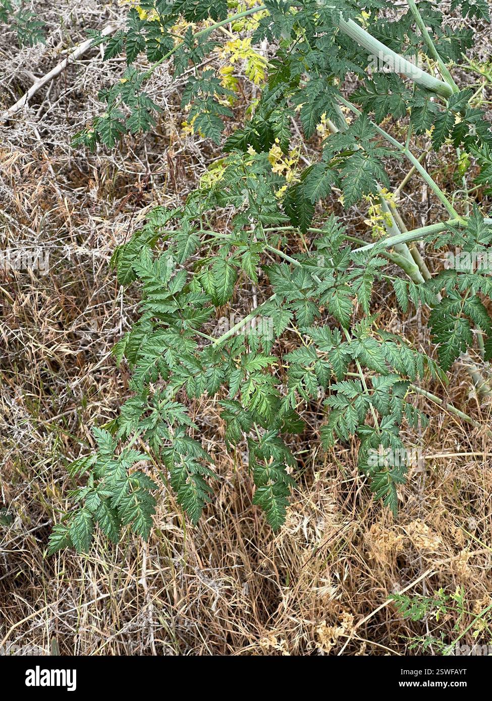 poison hemlock (Conium maculatum), Plantae, Umatilla County, OR, USA, 6 ...