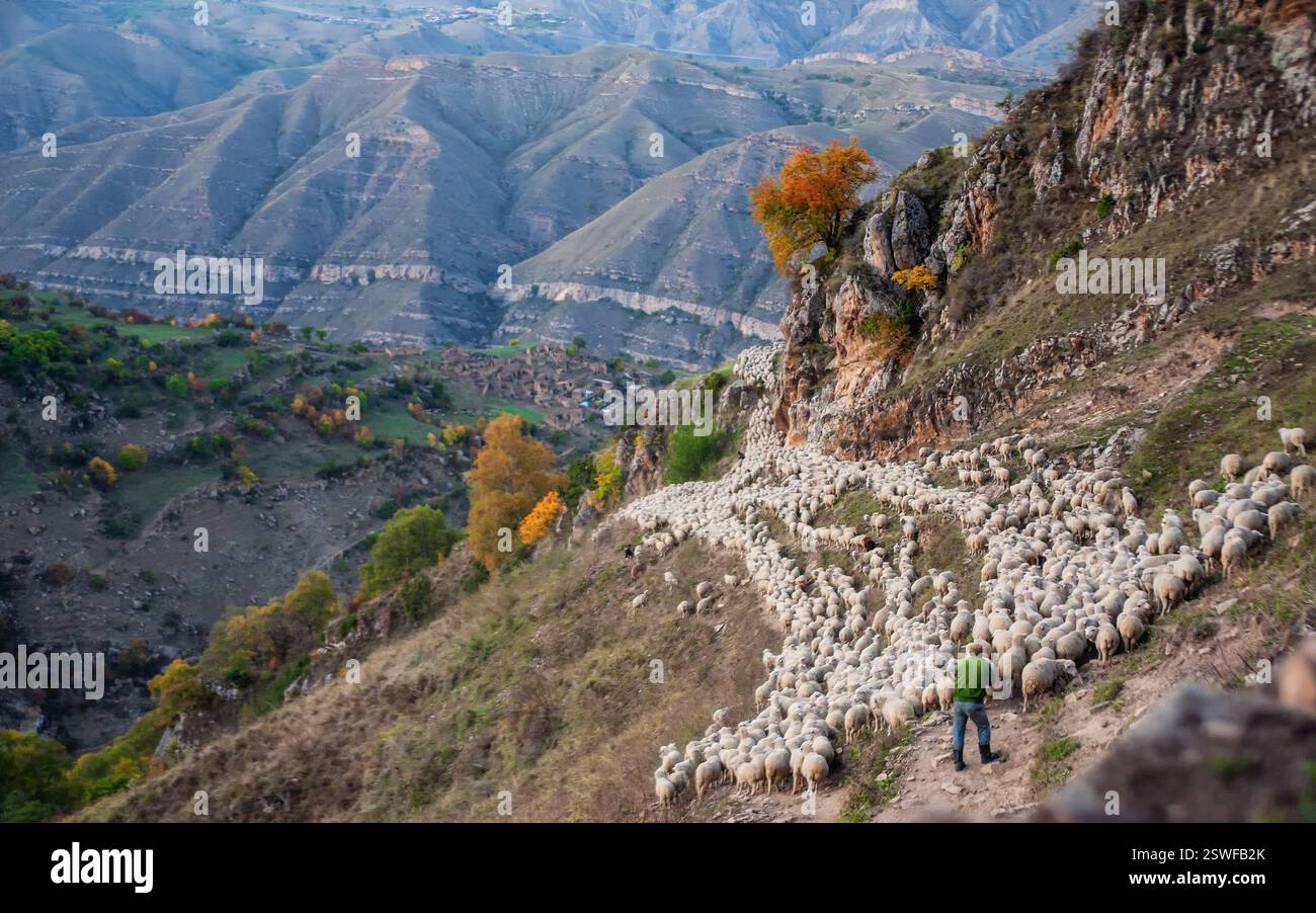 Driving a herd of sheep through a mountain pass over an aul in Dagestan ...