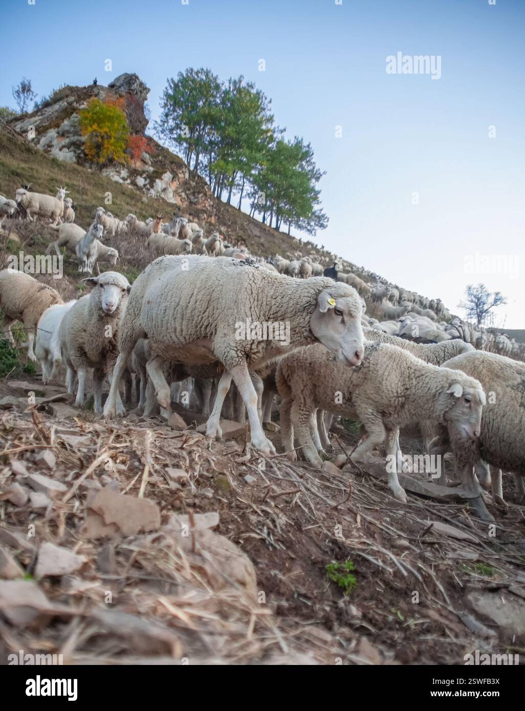 Selective focus. Evening distillation of the herd. Herd of sheep is ...
