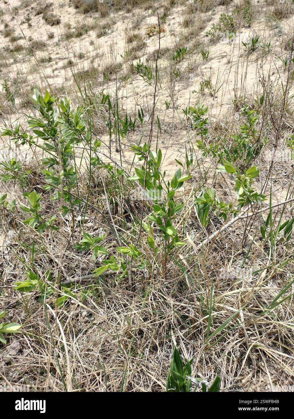 sand dune willow (Salix cordata), Plantae, Two Rivers, WI, USA Stock ...
