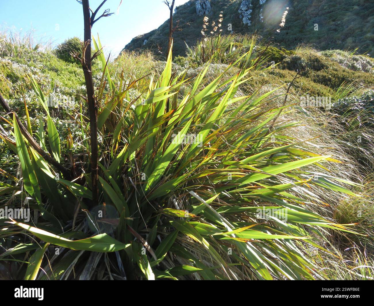 Mountain flax (Phormium cookianum), Plantae, Tararua Range Stock Photo ...