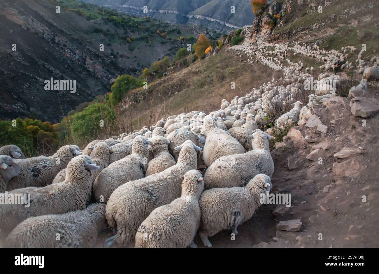 Selective focus. Herd of sheep. Driving a huge herd of sheep and sheep ...