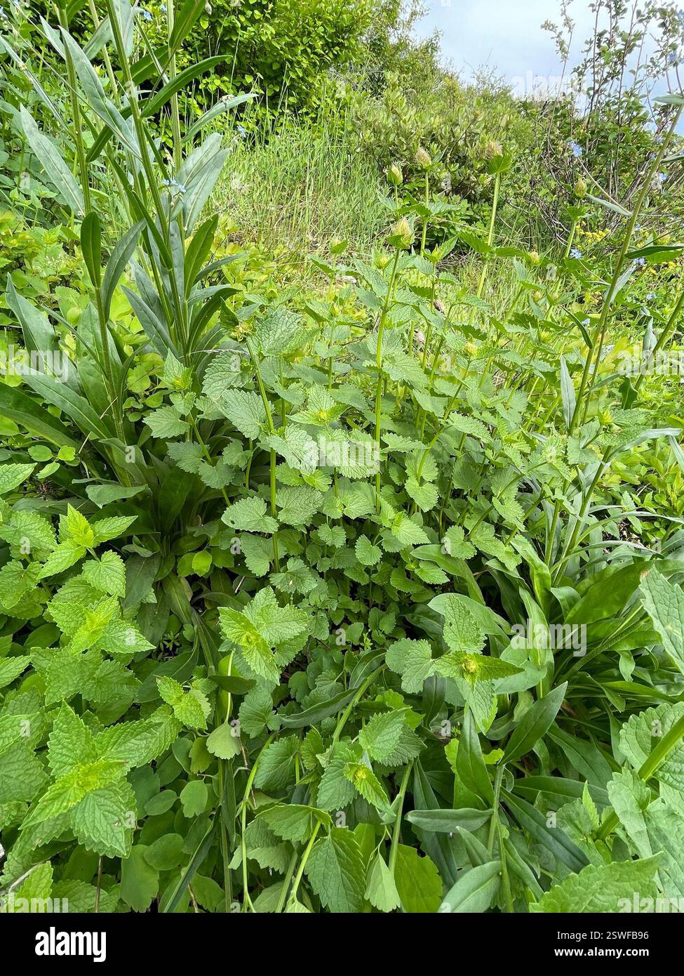 nettle-leaf giant hyssop (Agastache urticifolia), Plantae, Anatone, WA ...