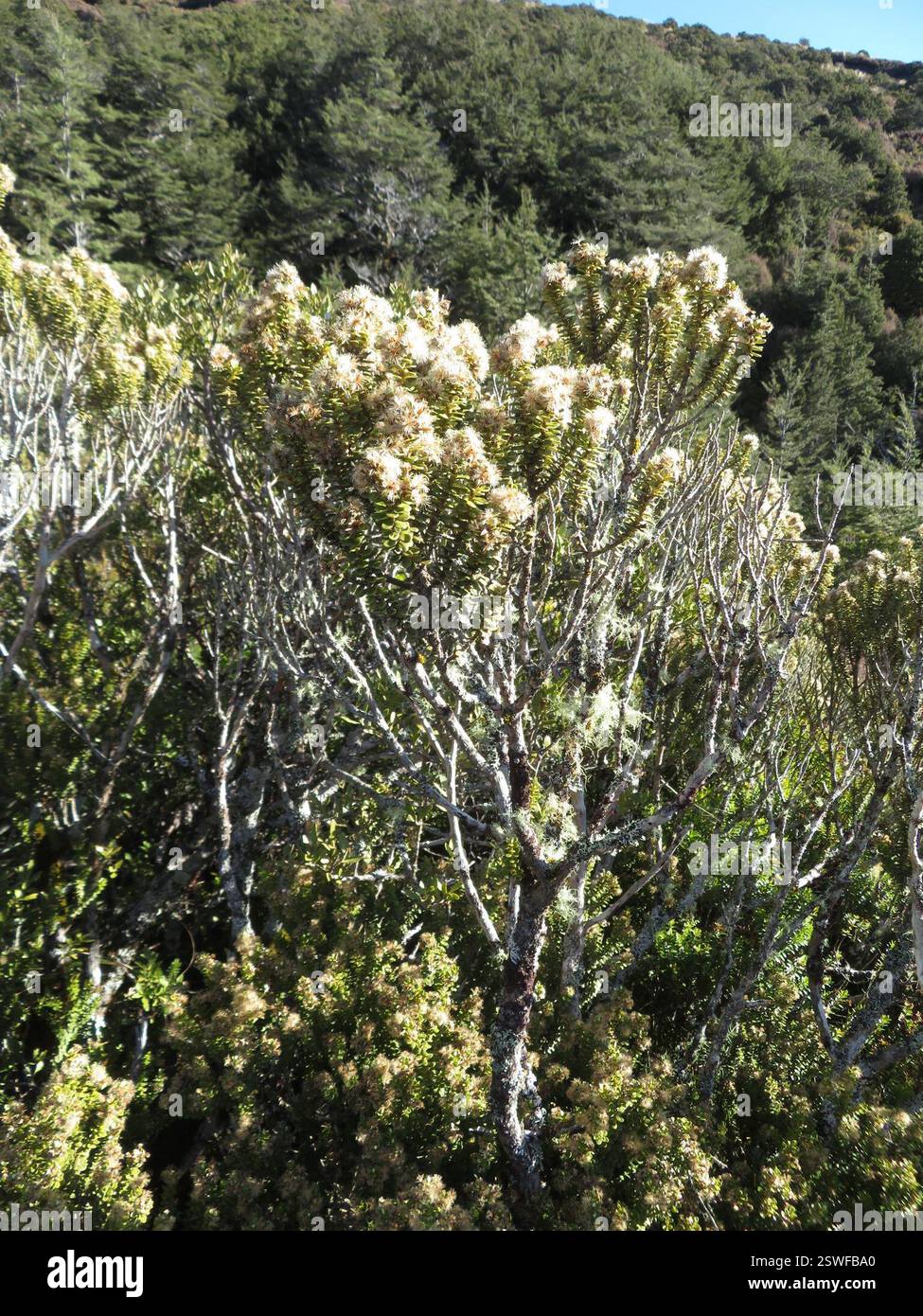 (Olearia nummulariifolia), Plantae, Silica Rapids Stock Photo - Alamy
