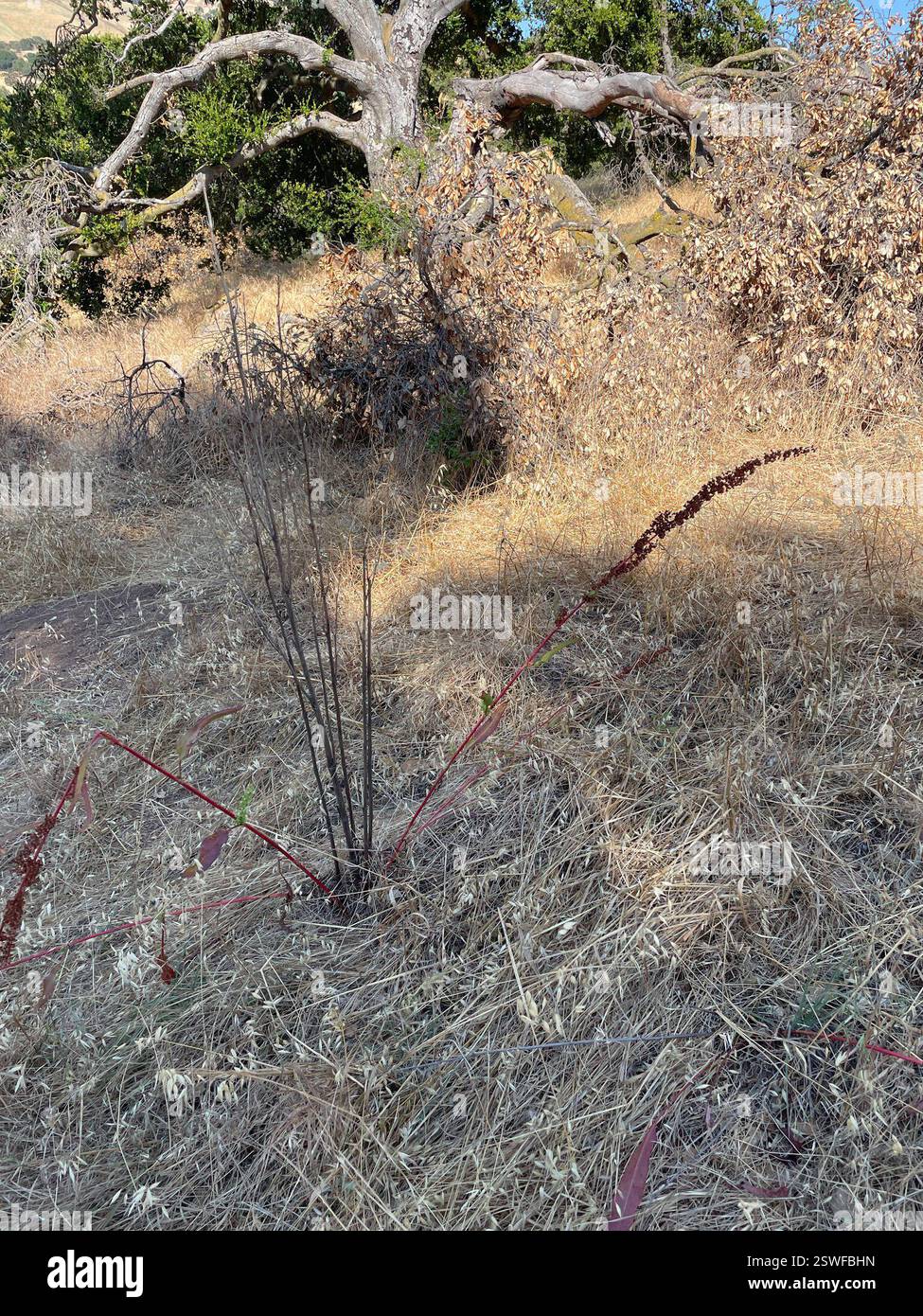 docks and sorrels (Rumex), Plantae, Montgomery Hill, Santa Clara ...