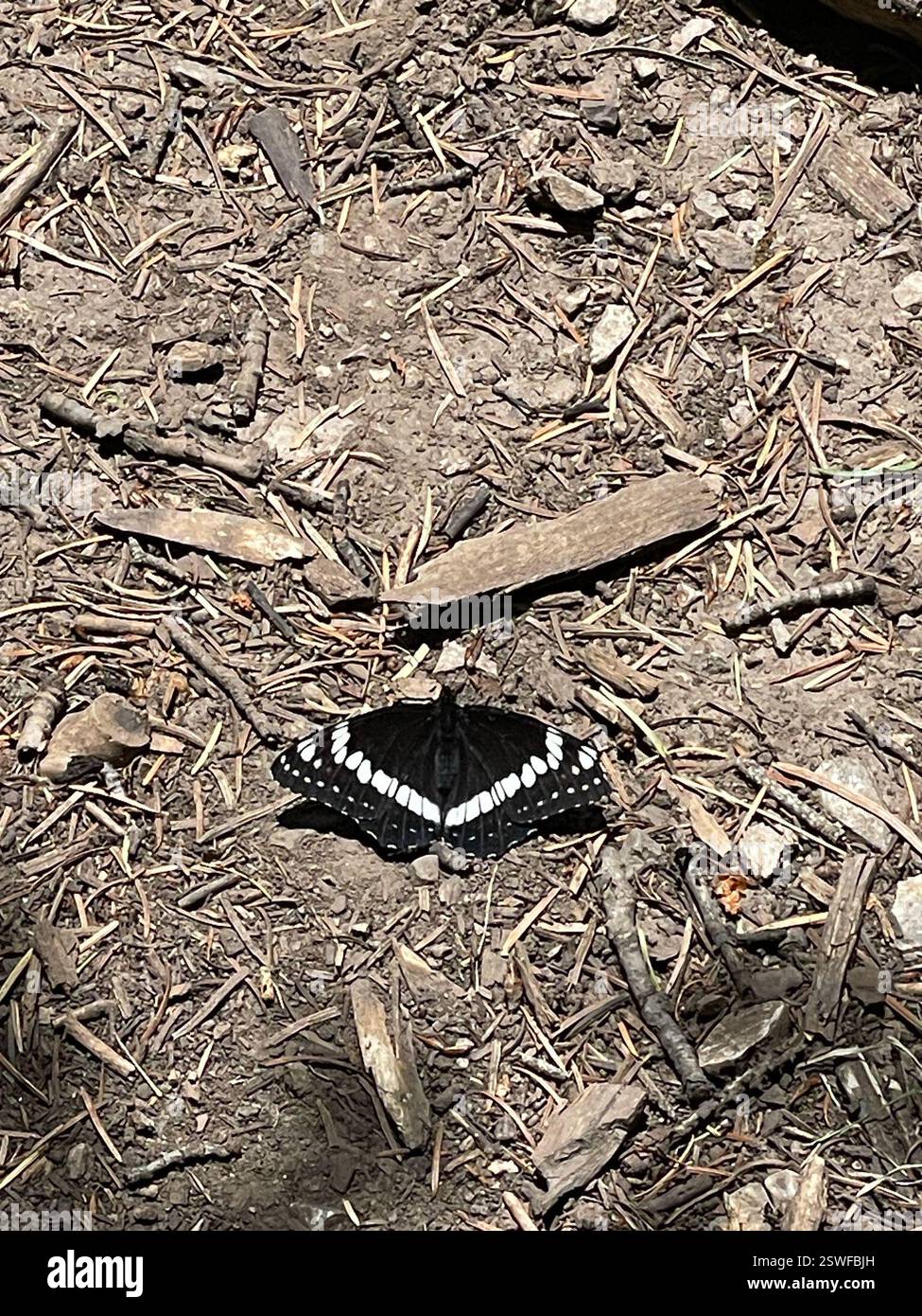 Weidemeyer's Admiral (Limenitis weidemeyerii), Insecta, Cloudcroft ...