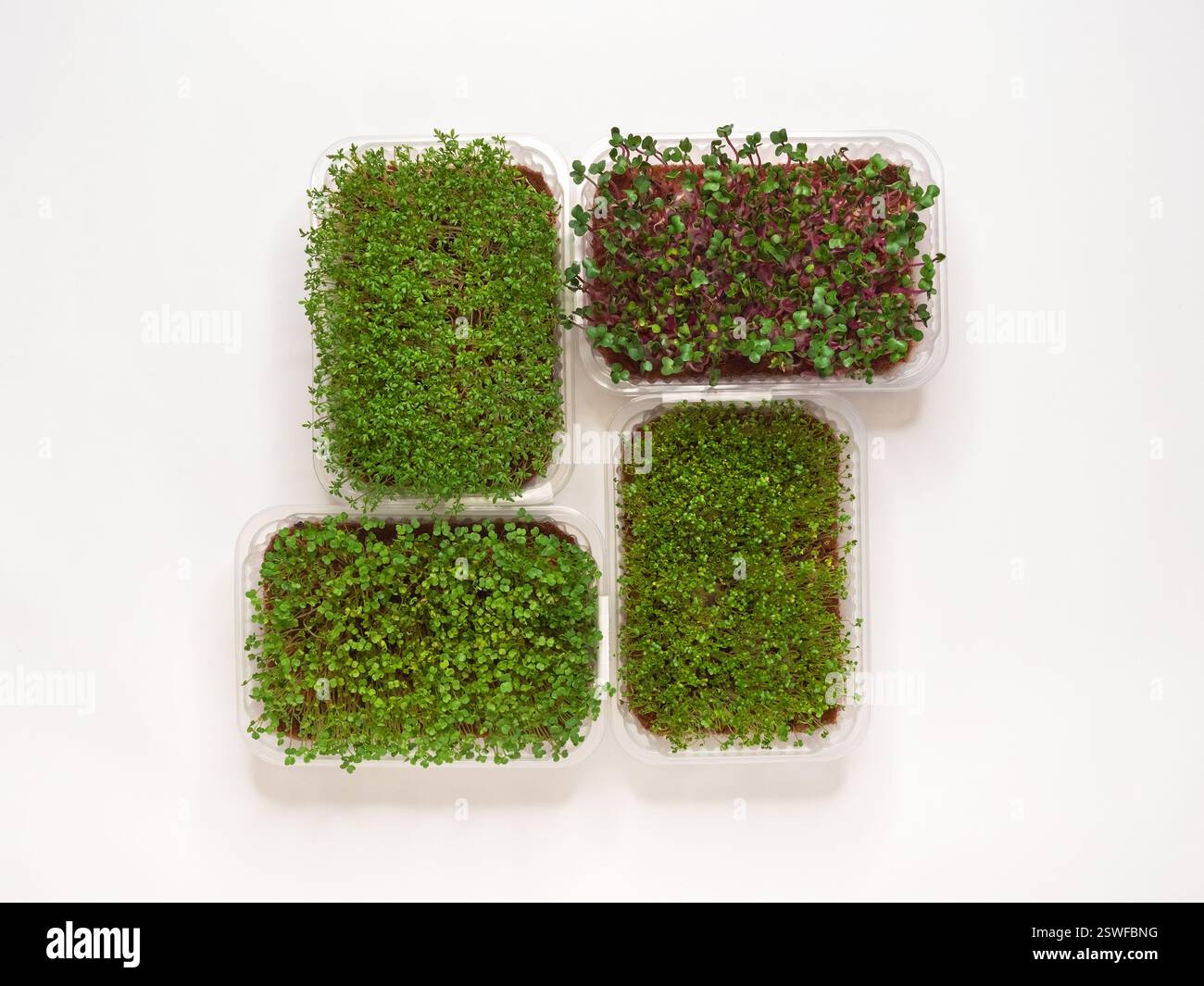 Growing various micro-green plants at home in phytolamp light. Little ...