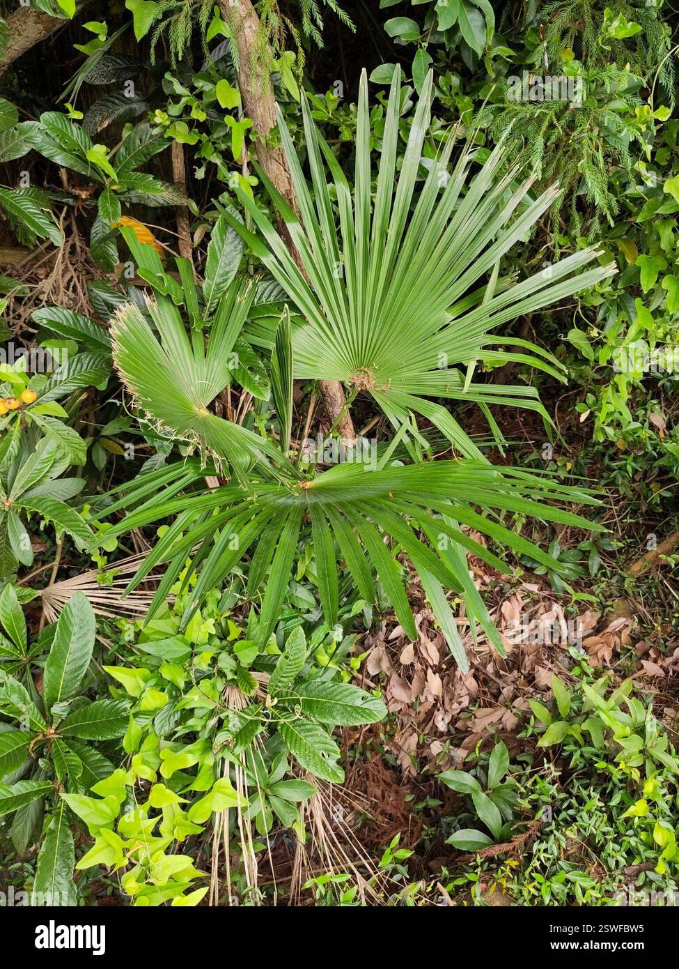 Chusan Palm (Trachycarpus fortunei), Plantae, Tonoshō, JP-OY, Seto ...