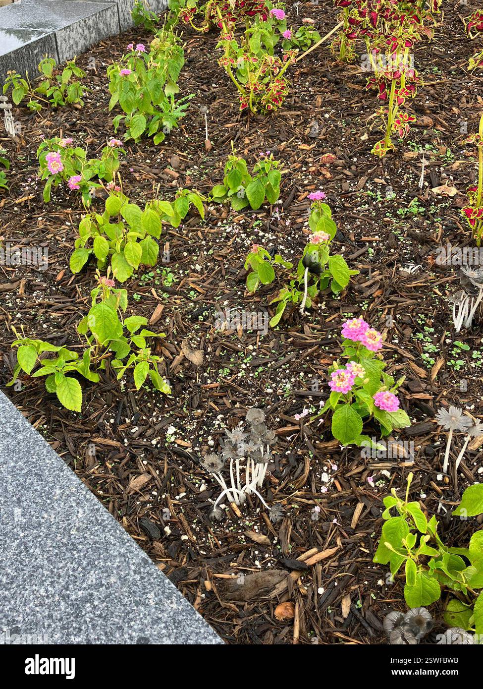 hare's foot inkcap (Coprinopsis lagopus), Fungi, Downtown Silver Spring ...