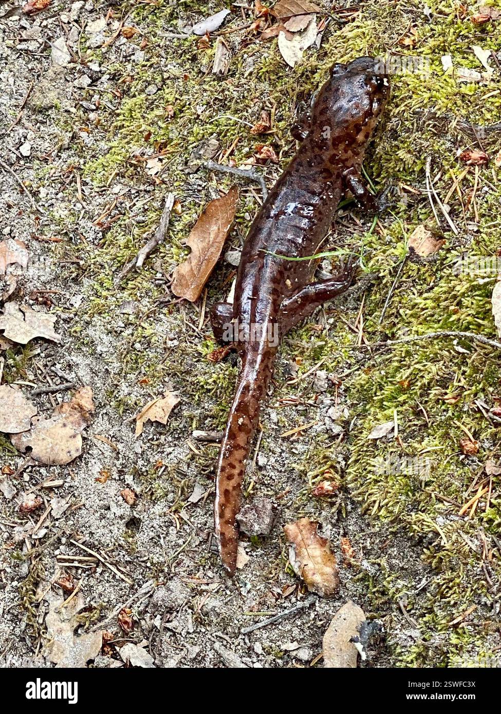 Two large salamanders hi-res stock photography and images - Alamy