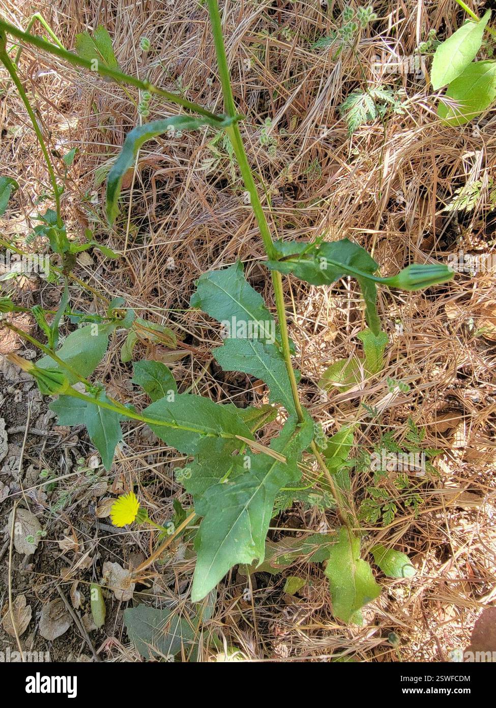 False Hawkbit (Urospermum picroides), Plantae, Los Altos Hills, CA ...