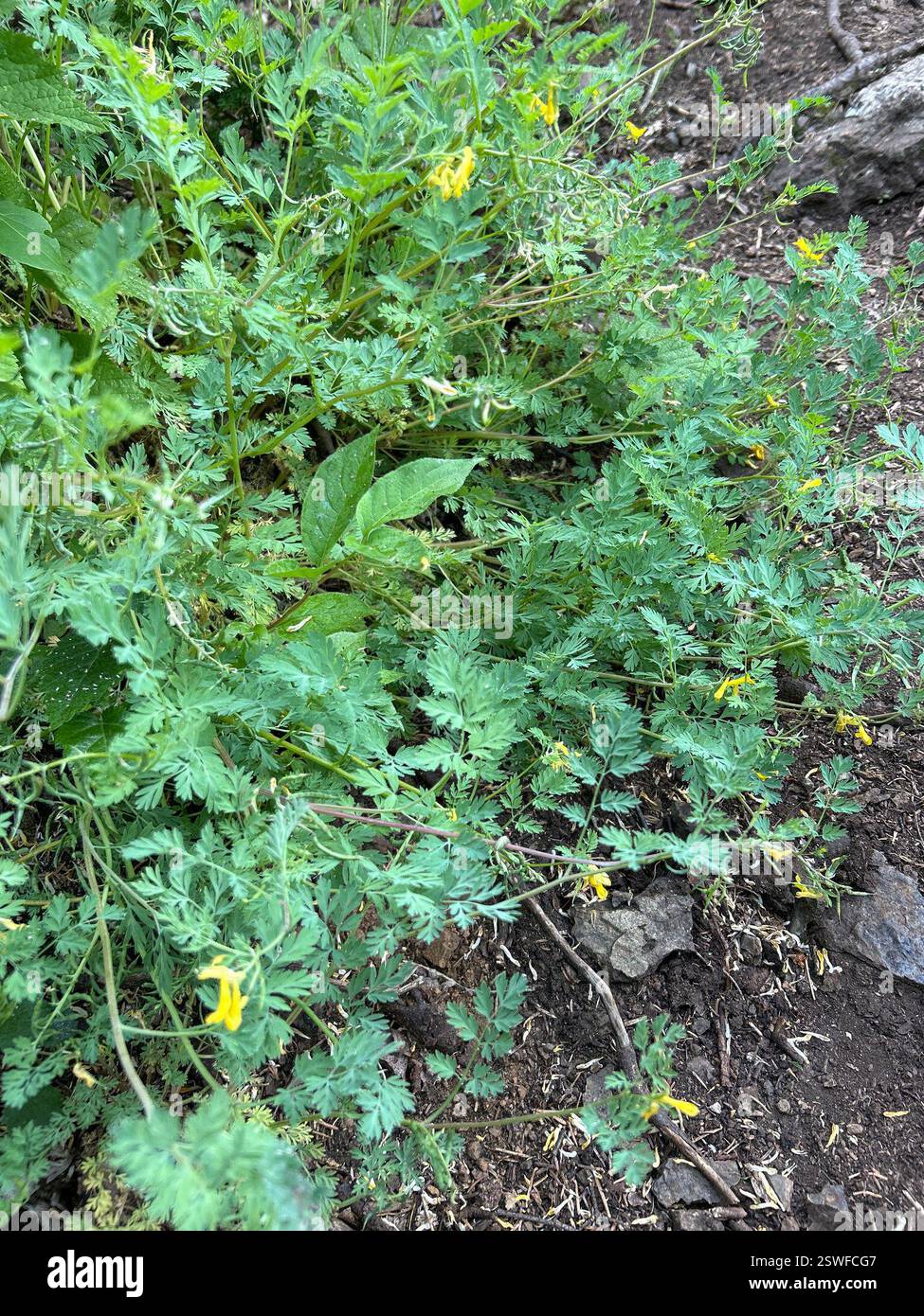 golden corydalis (Corydalis aurea), Plantae, Neebing, ON, CA Stock ...