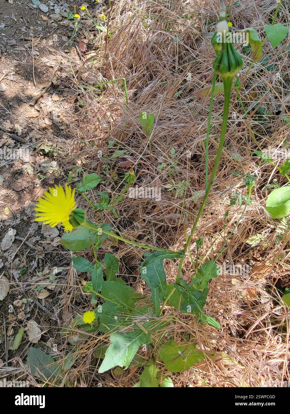 False Hawkbit (Urospermum picroides), Plantae, Los Altos Hills, CA ...
