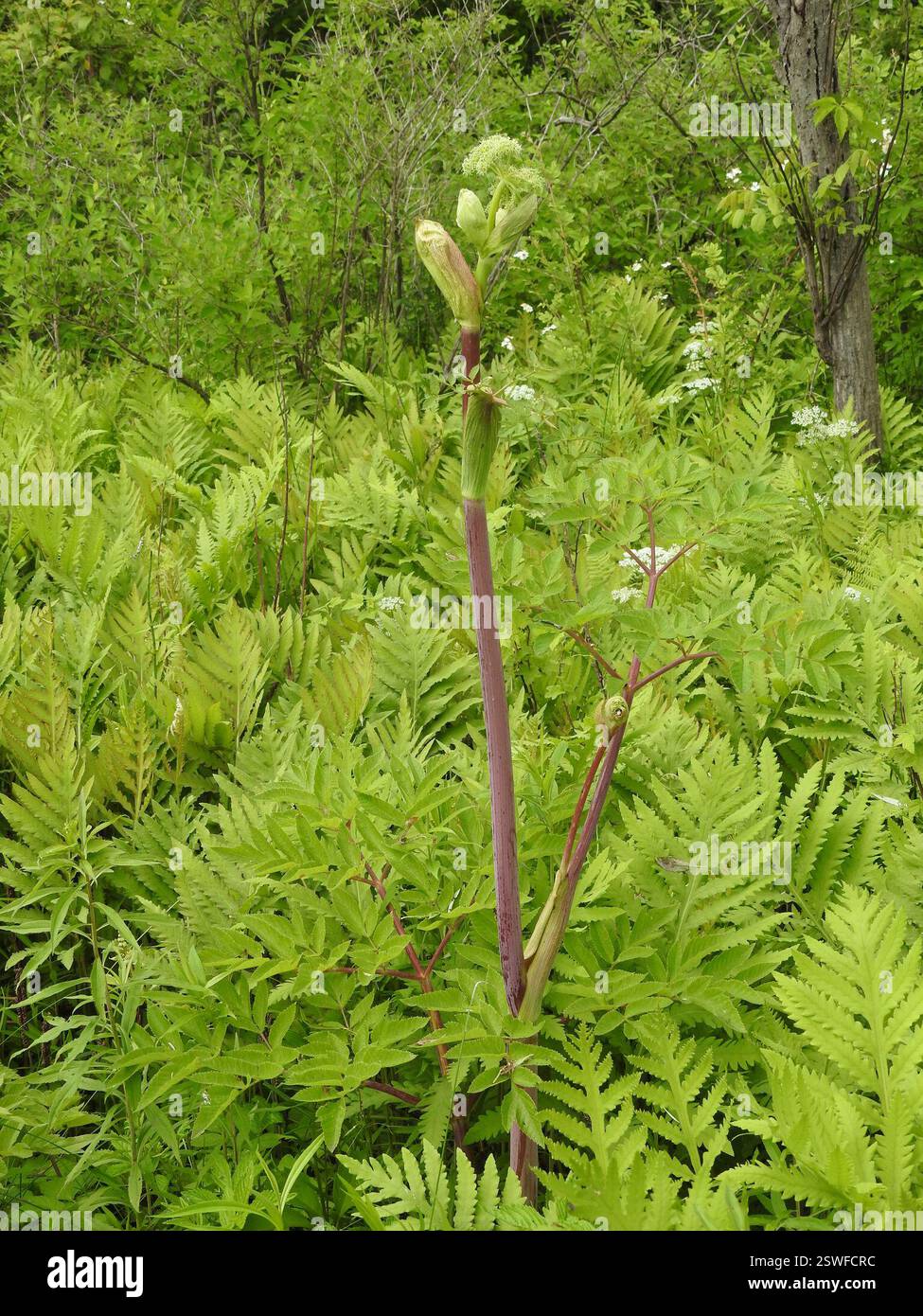 purple-stemmed angelica (Angelica atropurpurea), Plantae, Rutland, VT ...