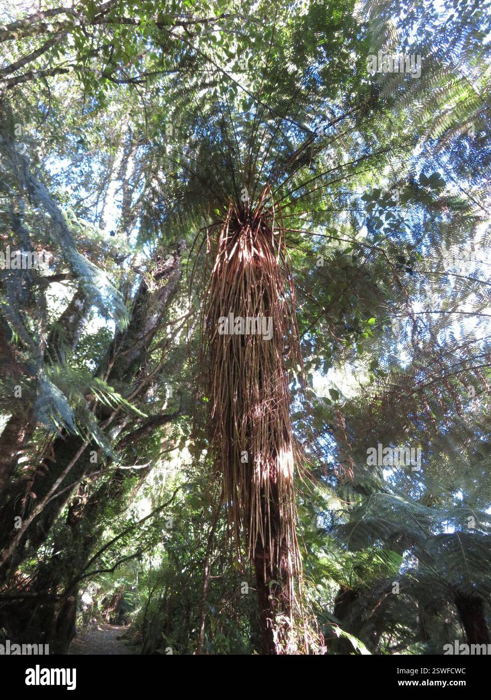 Smith's tree fern (Cyathea smithii), Plantae, Lake Rotopounamu Stock ...