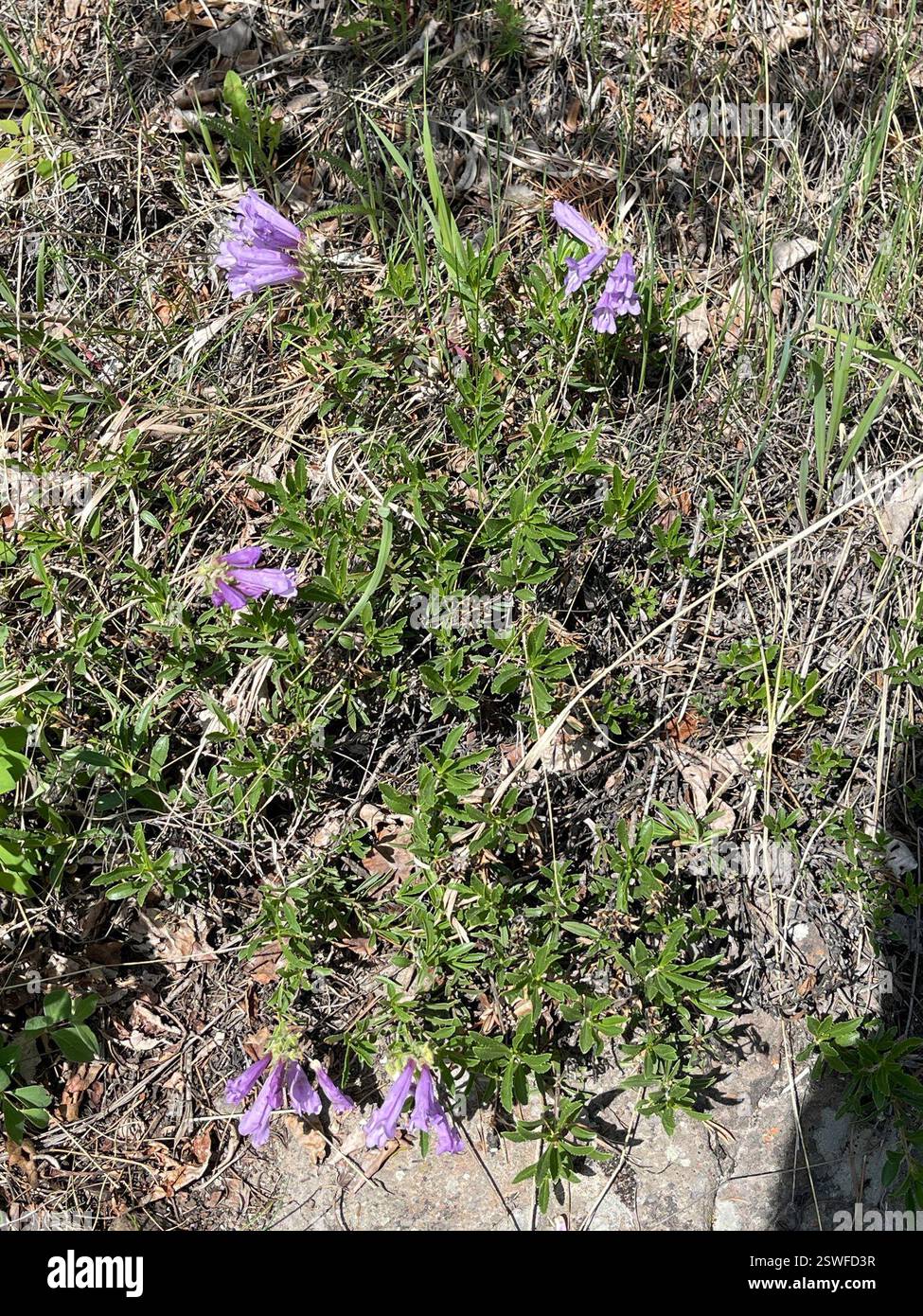 Eggleaf Beardtongue (Penstemon ellipticus), Plantae, Crowsnest Pass, AB ...
