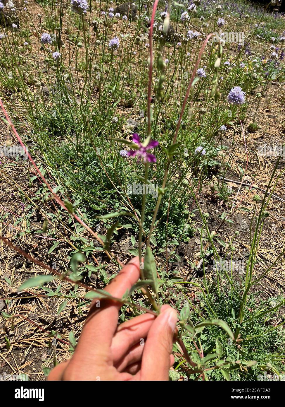 diamond clarkia (Clarkia rhomboidea), Plantae, Eldorado National Forest ...