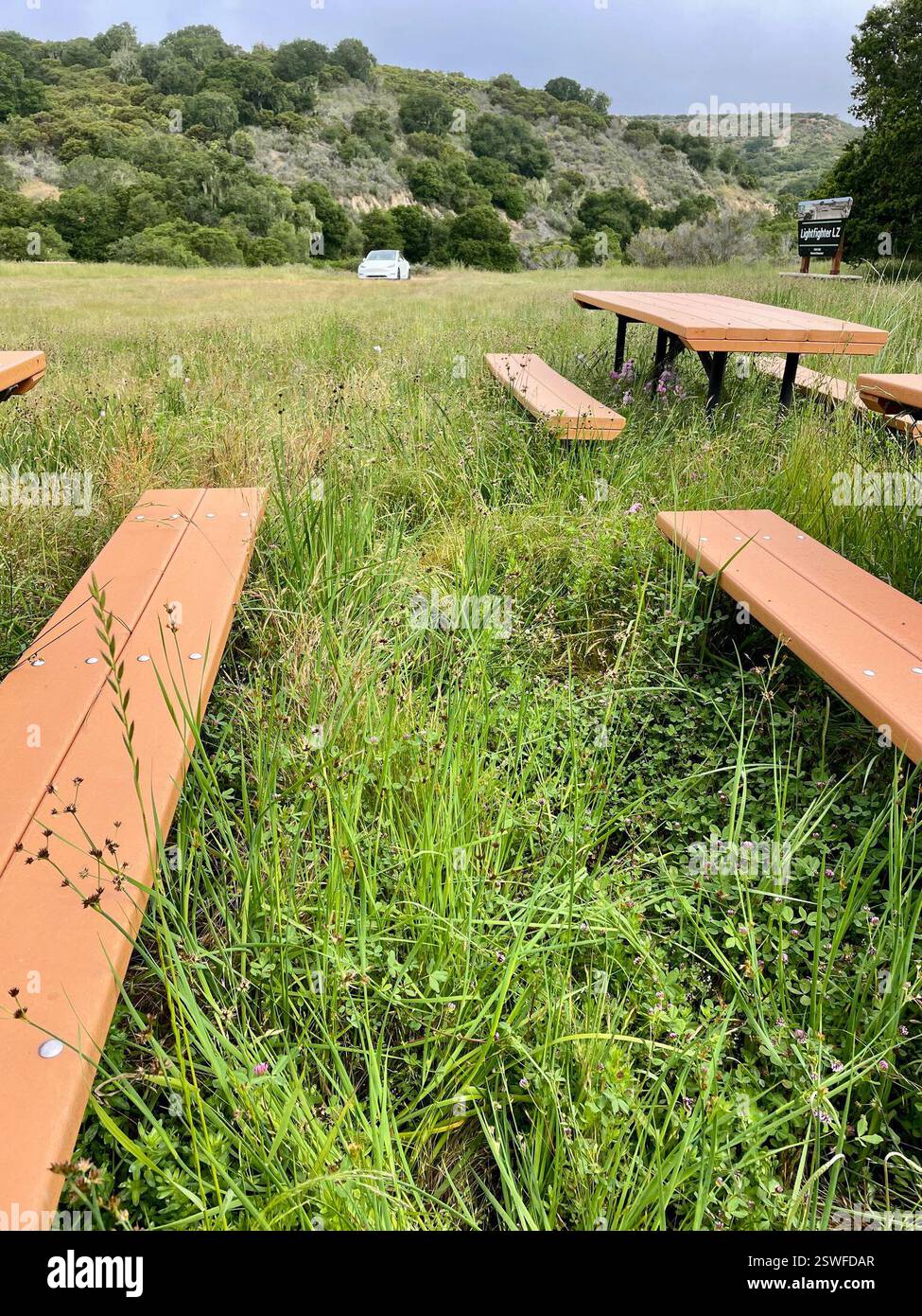 pale sack clover (Trifolium depauperatum amplectens), Plantae, Fort Ord ...