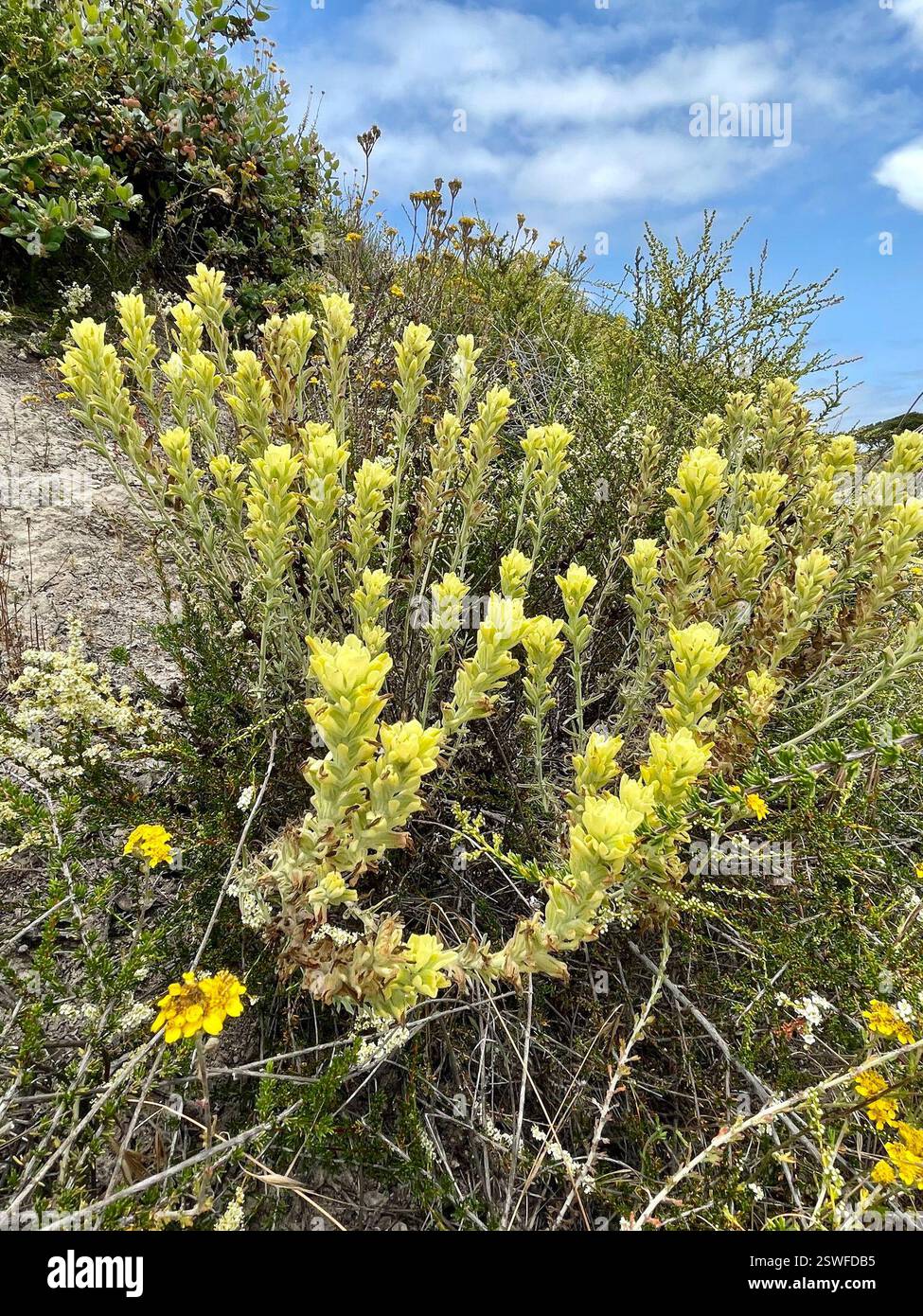 Woolly Indian Paintbrush (Castilleja foliolosa), Plantae, Fort Ord ...