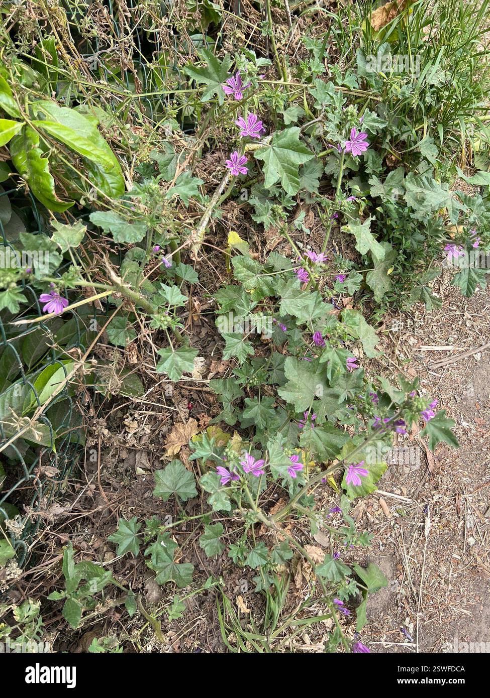 Common Mallow (Malva sylvestris), Plantae, Gusted Hall Lane, Hockley ...
