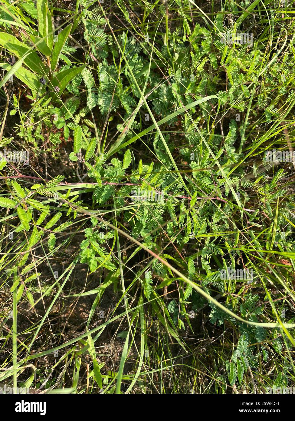 Yellow Puff (Neptunia lutea), Plantae, Louisiana, US Stock Photo - Alamy