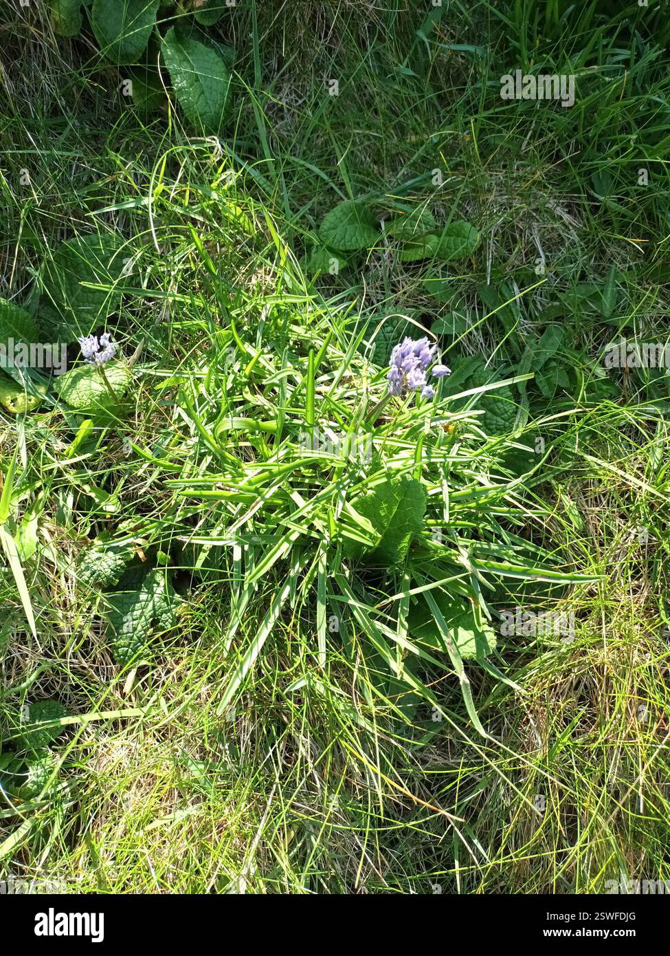 Spring Squill (Scilla verna), Plantae, Cornwall, UK Stock Photo - Alamy